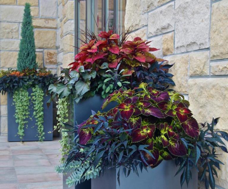 Колеус (33 фото): строката рослина для прикраси дому і саду | Ідеї декору